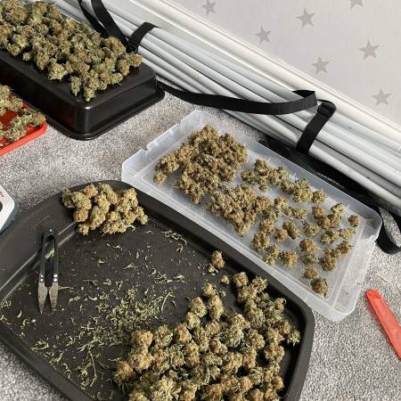 Easy Kush Strain Info / Easy Kush Weed By Custom Breeder & Strain ...