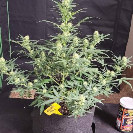 Gelato Auto / Original Sensible Seeds strain info - GrowDiaries