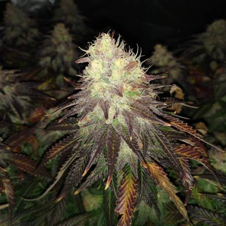 Mandarin Sunset / ETHOS Genetics strain info - GrowDiaries