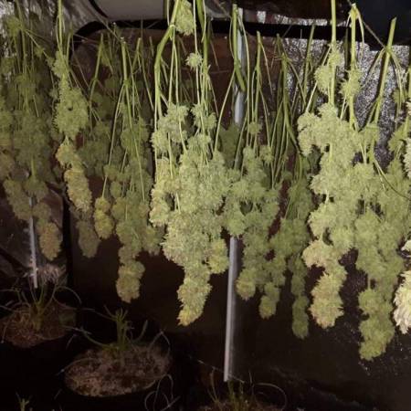 G13 Haze Strain Info / G13 Haze Weed By Barney's Farm - GrowDiaries