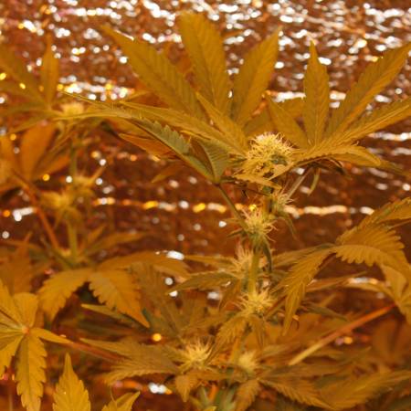 Super Kush Auto grow diary (journal) week8 by 72davis - GrowDiaries