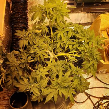 Seedsman Gelat.OG, Seedsman Bubba Kush grow diary (journal) week1 by ...