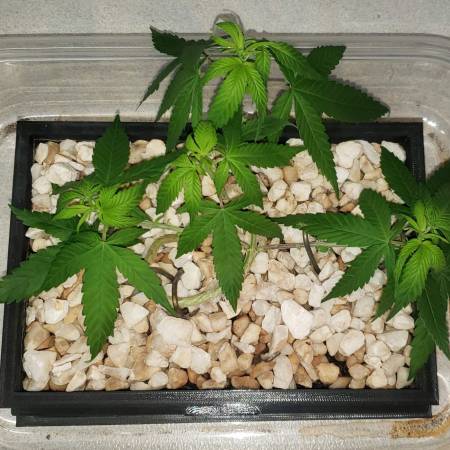 Alien OG Strain Info / Alien OG Weed By The Cali Connection - GrowDiaries