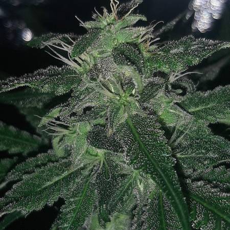 Master Kush / Spliff Seeds strain info - GrowDiaries