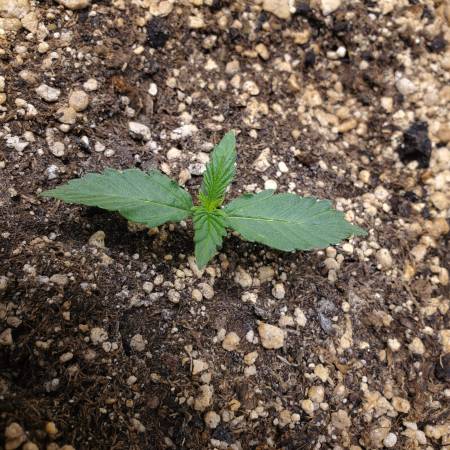 Fast Buds Pineapple Express Auto, Fast Buds Purple Lemonade Auto, Fast ...