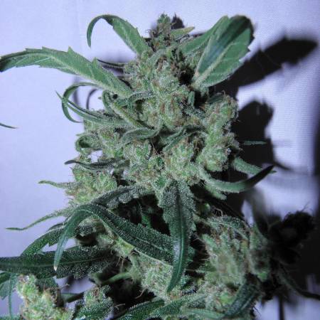 Grapefruit Strain Info / Grapefruit Weed By Female Seeds - GrowDiaries