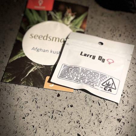 Seedsman Afghan Kush, The Cali Connection Larry OG Kush grow diary ...