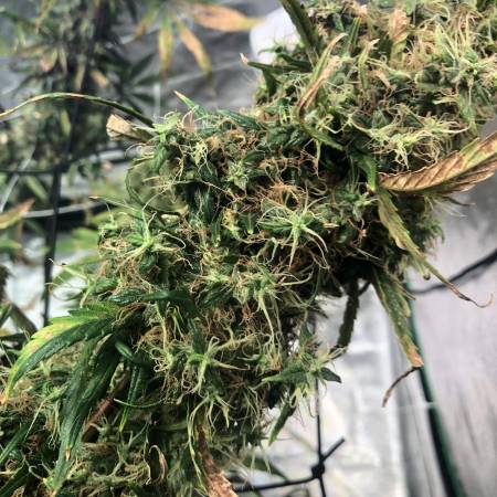 OG Kush grow diary (journal) week3 by Kindbudz - GrowDiaries