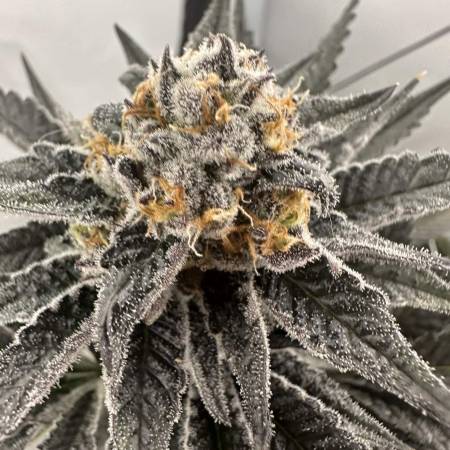 Gelato #45 / Barney's Farm: grow journals - GrowDiaries