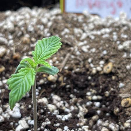 Mephisto Genetics Mango Smile, Mephisto Genetics Alien vs. Triangle ...