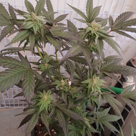 All Gas OG (formerly Asphalt Plant) Strain Info / All Gas OG (formerly ...