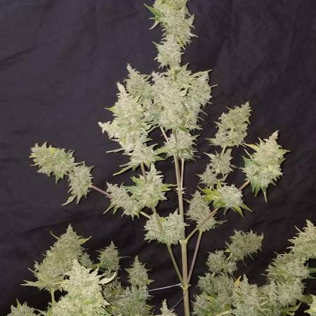 Fast Buds FBT 1 grow diary (journal) harvest11 by DC_Kush - GrowDiaries