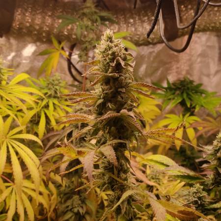 Peyote Cookies / Barney's Farm: grow journals - GrowDiaries