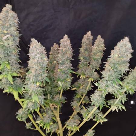 LSD Strain Info / LSD Weed By Seeds Mafia - GrowDiaries