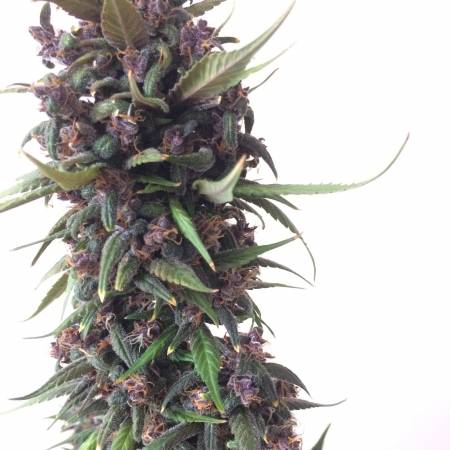 LSD-25 Auto Strain Info / LSD-25 Auto Weed By Fast Buds - GrowDiaries