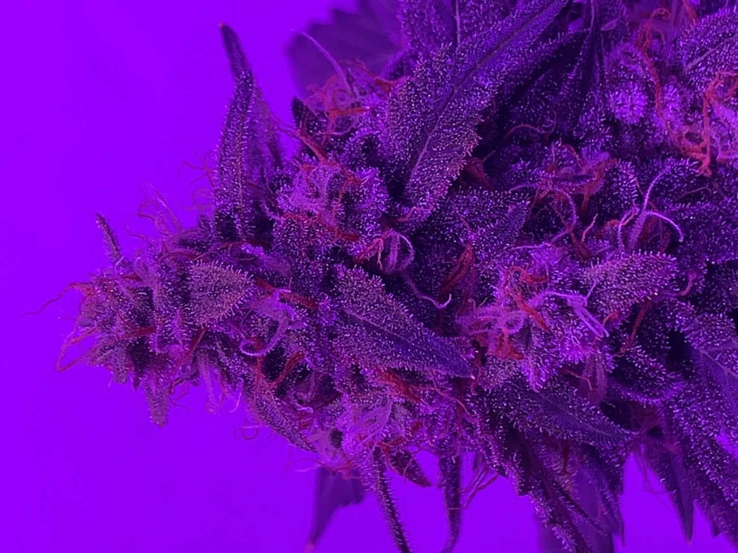 Auto Fractal Strain Info / Auto Fractal Weed By Divine Seeds - GrowDiaries