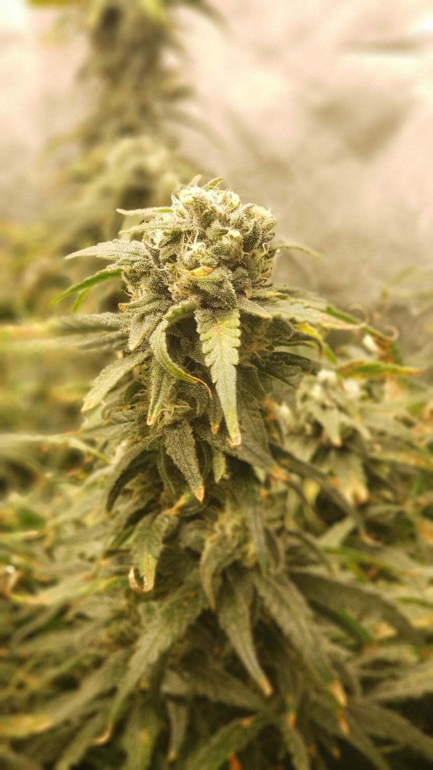 G13 Fem Strain Info / G13 Fem Weed By I49 Seed Bank - GrowDiaries