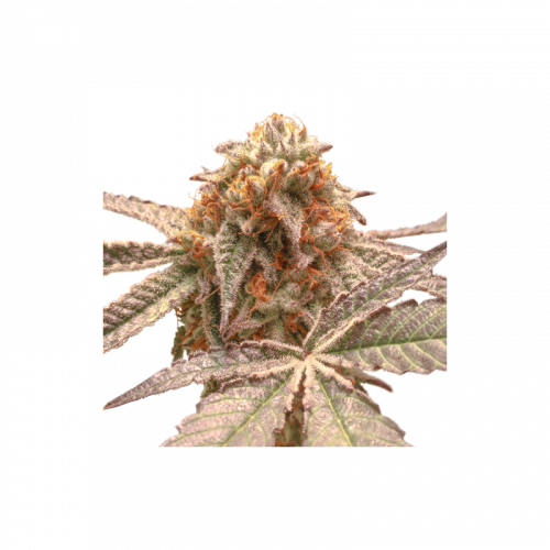 Purple OG Punch Strain Info / Purple OG Punch Weed By Super Sativa Seed ...