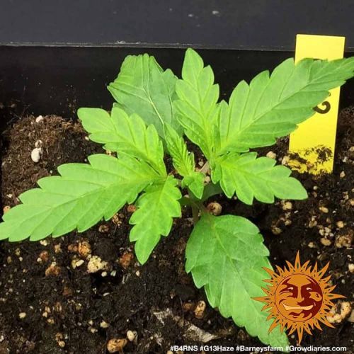 G13 Haze Strain Info / G13 Haze Weed By Barney's Farm - GrowDiaries