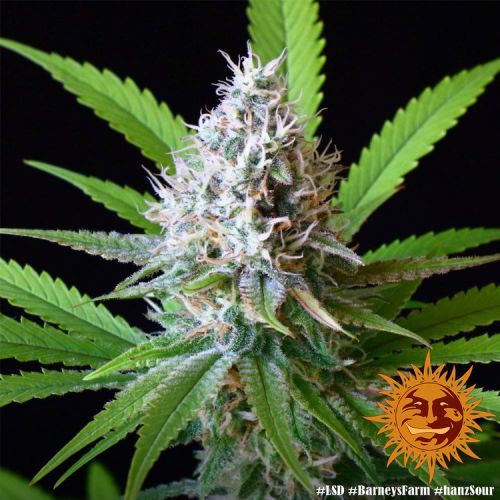 LSD-Feminsed Strain Info / LSD-Feminsed Weed By Barney's Farm - GrowDiaries