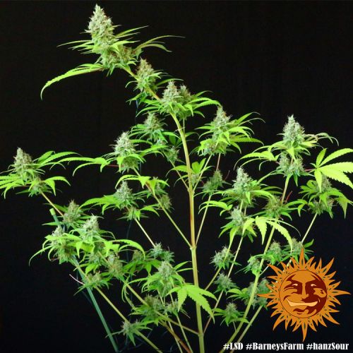 LSD-Feminsed Strain Info / LSD-Feminsed Weed By Barney's Farm - GrowDiaries