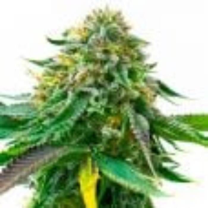 White Widow Autoflower Strain Info / White Widow Autoflower Weed By ...