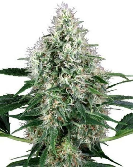 CBD Shark Strain Info / CBD Shark Weed By Growers Choice Seeds ...