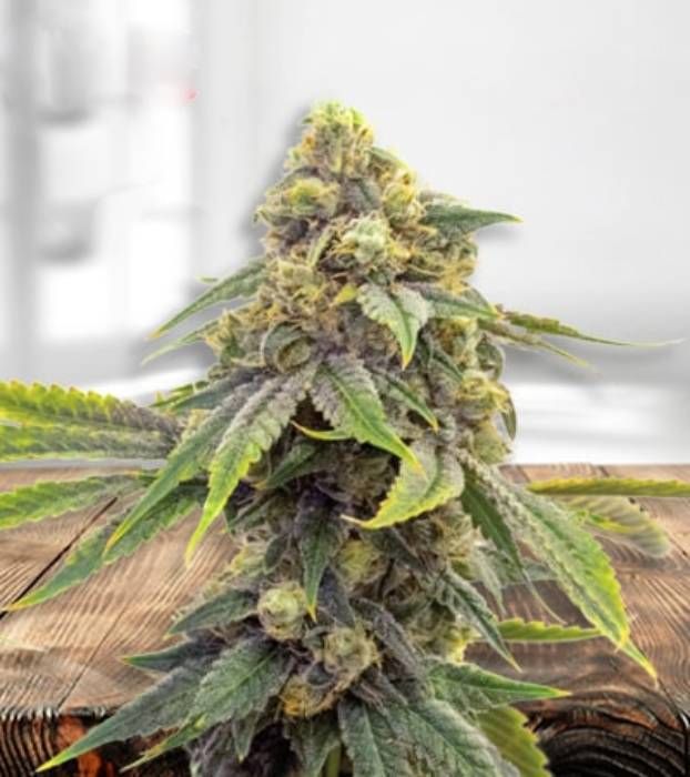 Alien OG Strain Info / Alien OG Weed By Sonoma Seeds - GrowDiaries