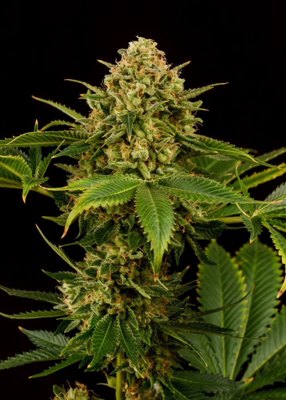 Monkey Grease Strain Info / Monkey Grease Weed By Kannabia Seed Company ...
