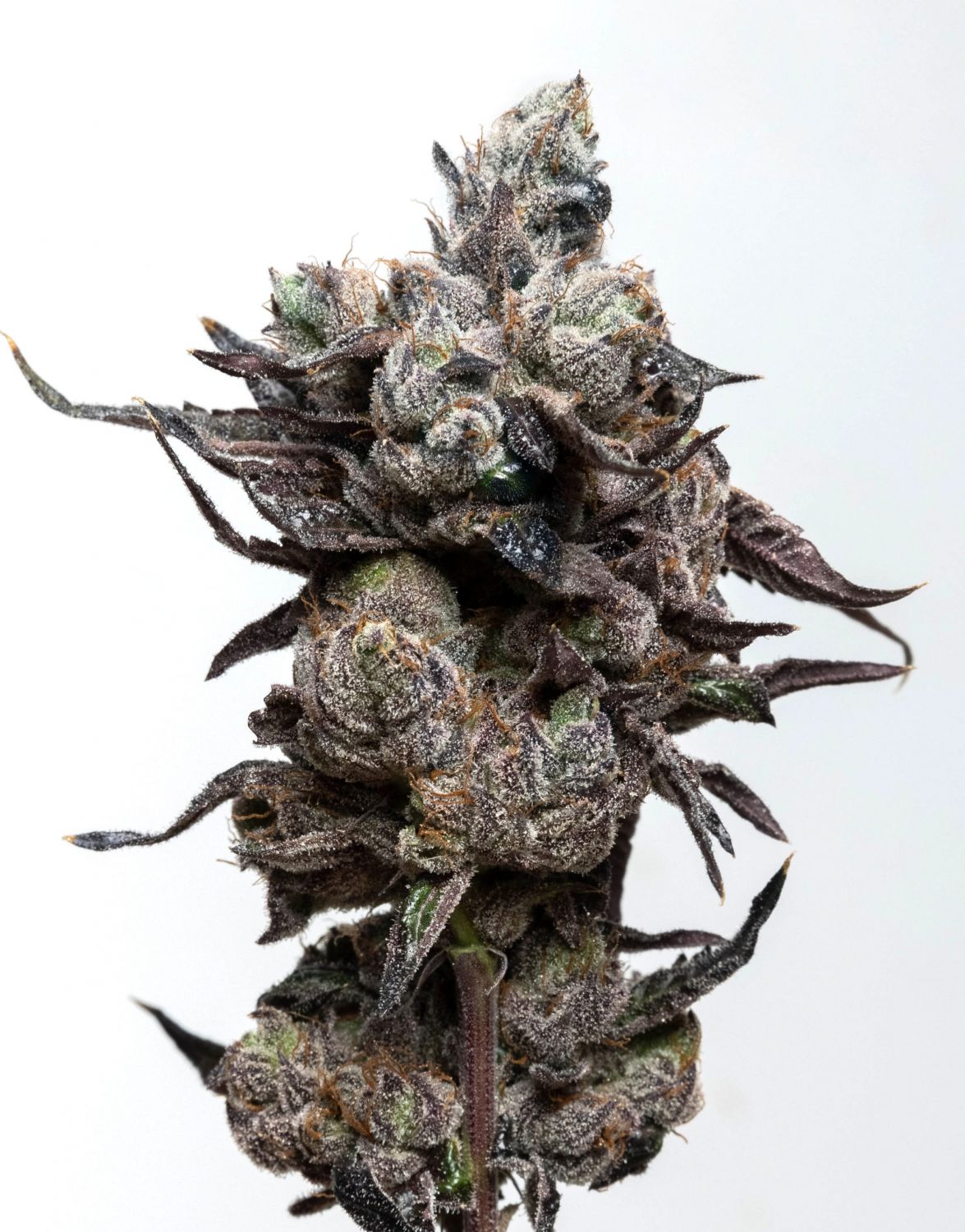 Runtz Strain Info / Runtz Weed By Elev8 Seeds - GrowDiaries