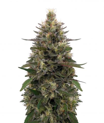 Pakistani Skunk Strain Info / Pakistani Skunk Weed By ACE Seeds ...