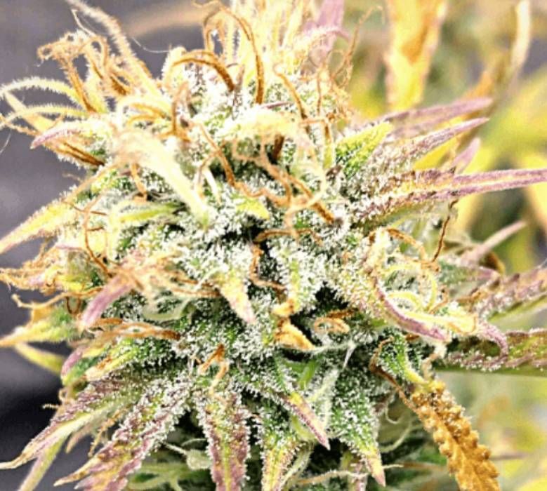 Triple XL Auto Strain Info / Triple XL Auto Weed By Garden of Green ...