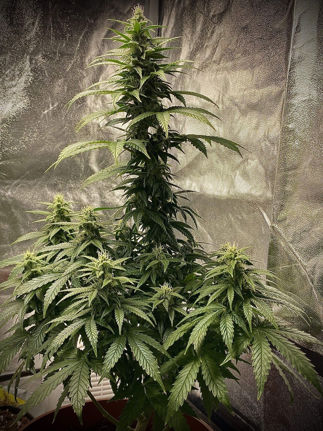 Strawberry Shortcake autoflower Strain Info / Strawberry Shortcake ...