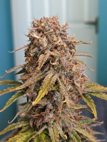 Illuminauto #57 - Blood Orange Haze Strain Info / Illuminauto #57 ...