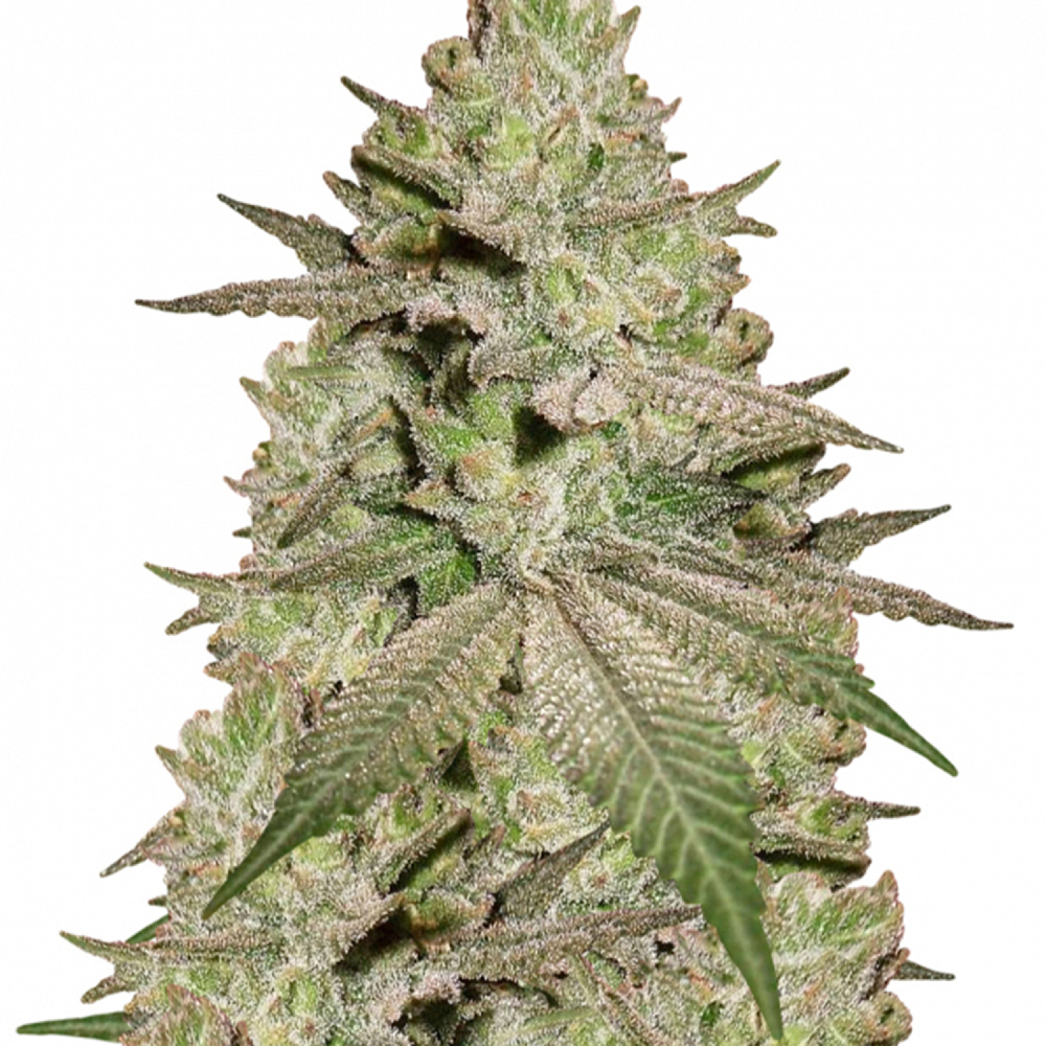 Early Skunk Strain Info / Early Skunk Weed By Dutch Genetics - GrowDiaries