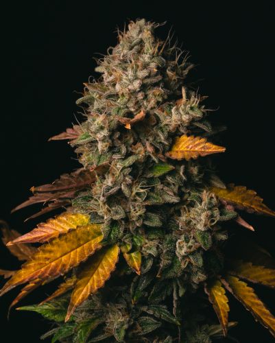 Spooky OG Strain Info / Spooky OG Weed By Pure Instinto - GrowDiaries