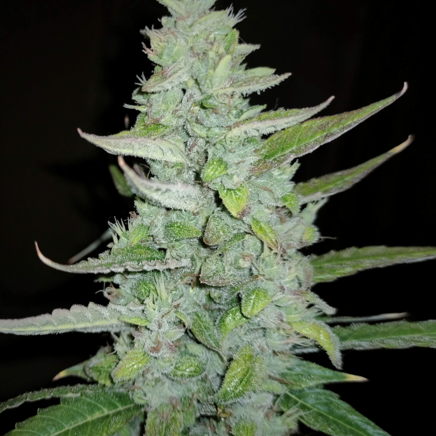 Auto Sour Diesel Strain Info / Auto Sour Diesel Weed By Dutch-Headshop ...