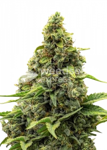 Amnesia autoflower seeds Strain Info / Amnesia autoflower seeds Weed By ...