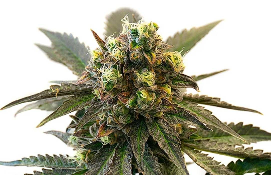 Black Runtz Strain Info / Black Runtz Weed By Blimburn Seeds - GrowDiaries