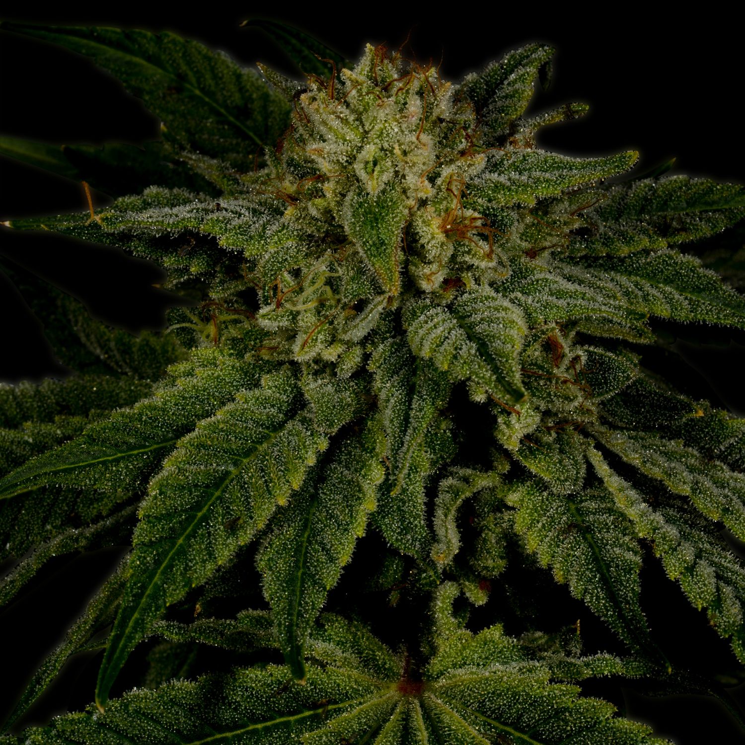 Sour Diesel Autoflower Strain Info / Sour Diesel Autoflower Weed By ...