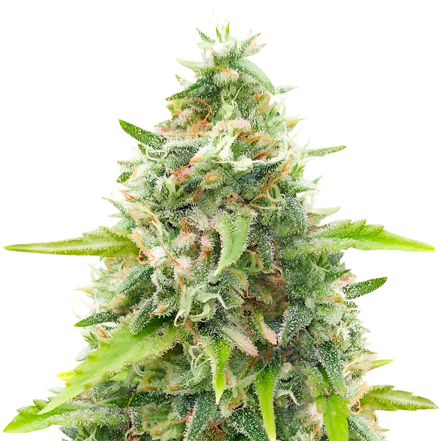 Green Crack Fast Version Strain Info / Green Crack Fast Version Weed By ...