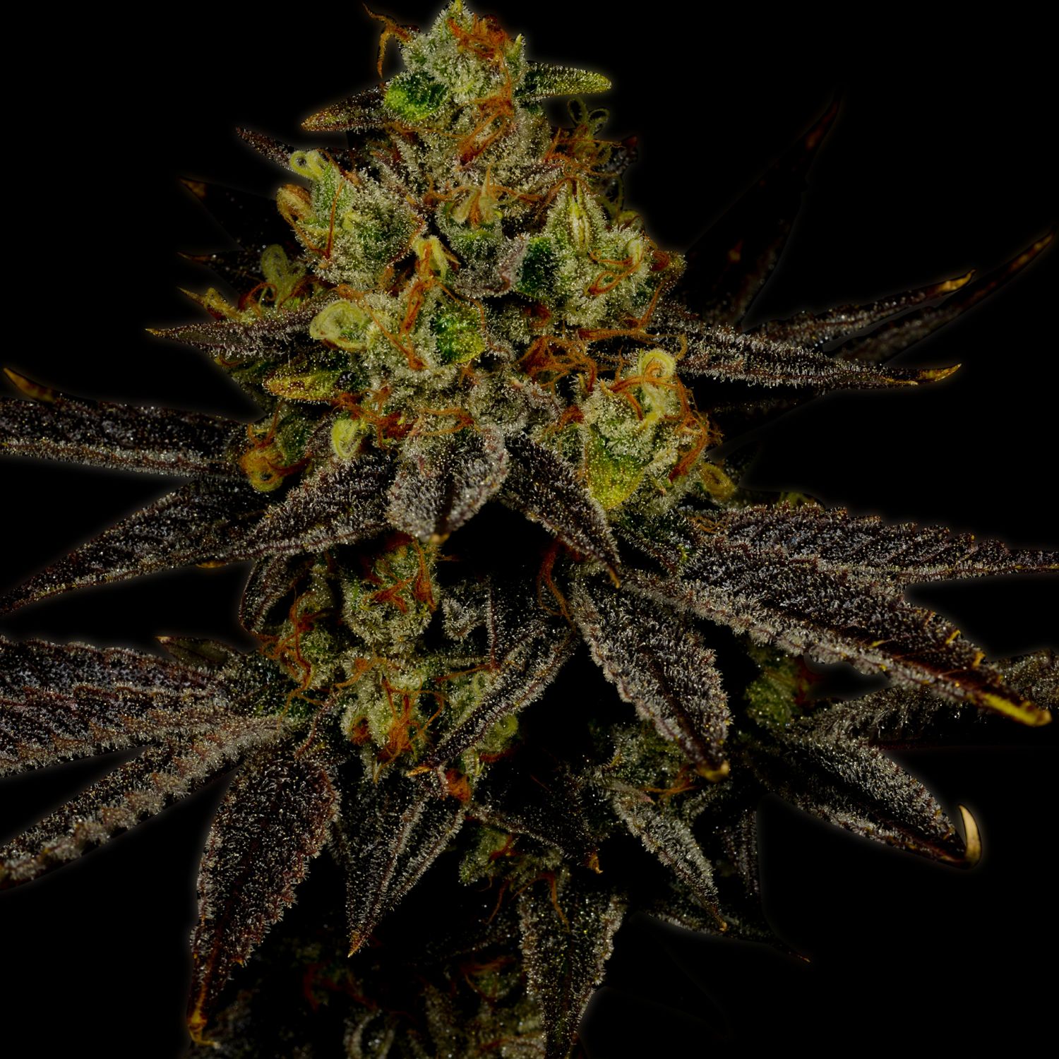 Gelato Strain Info / Gelato Weed By Premium Cultivars - GrowDiaries Gelato Strain Info / Gelato Weed By Premium Cultivars - GrowDiaries
