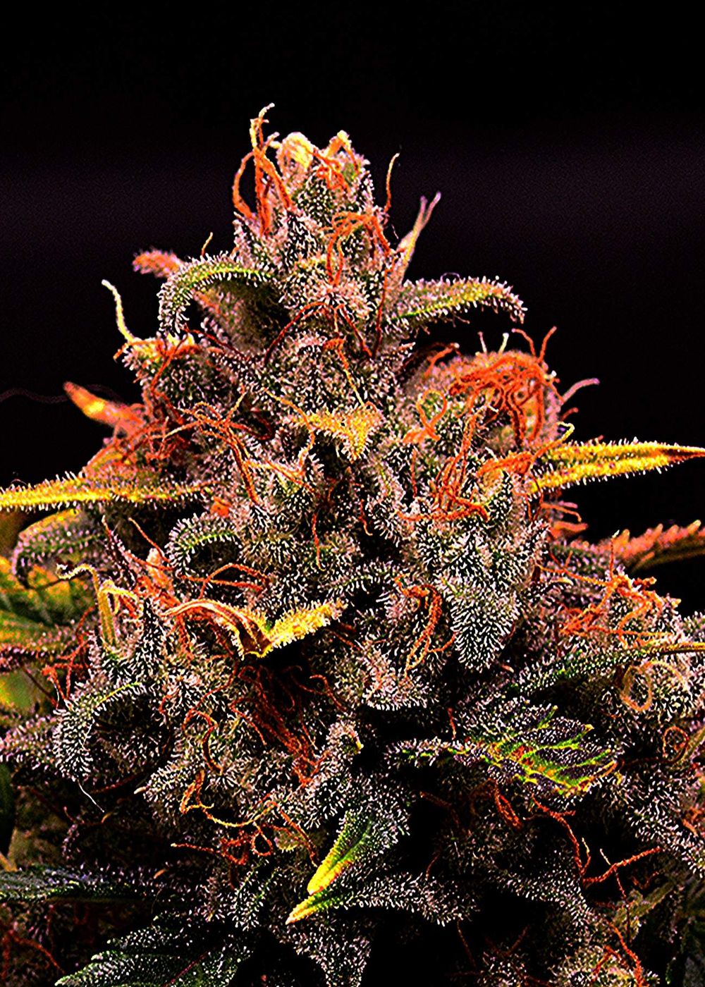 Lowryder Auto Fastflowering Strain Info / Lowryder Auto Fastflowering ...