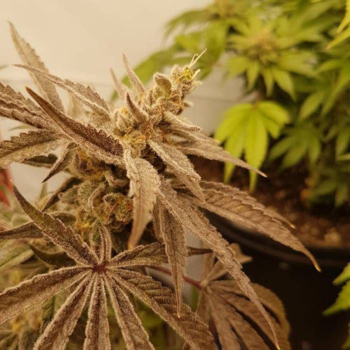 Grapenesia Auto Strain Info / Grapenesia Auto Weed By Niagara Seed Bank ...