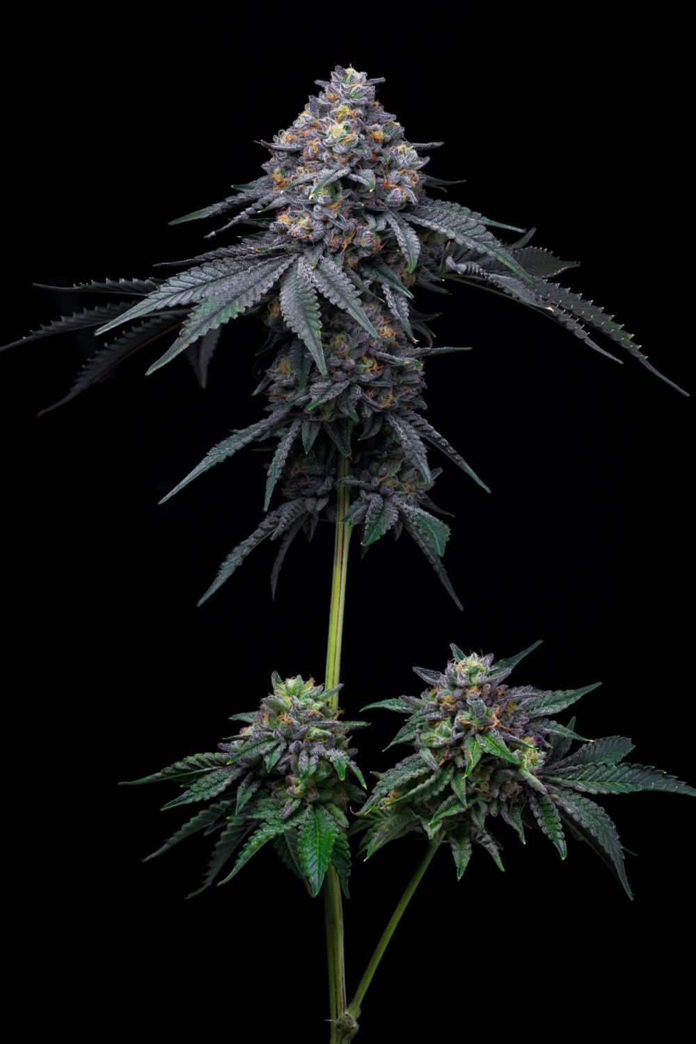 Blackberry Moonrocks Strain Info / Blackberry Moonrocks Weed By Premium ...