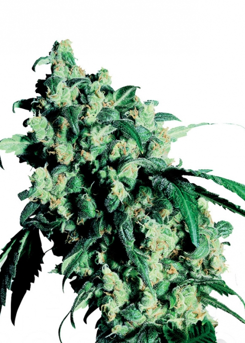 Super Skunk Strain Info / Super Skunk Weed By Sensi Seeds - GrowDiaries