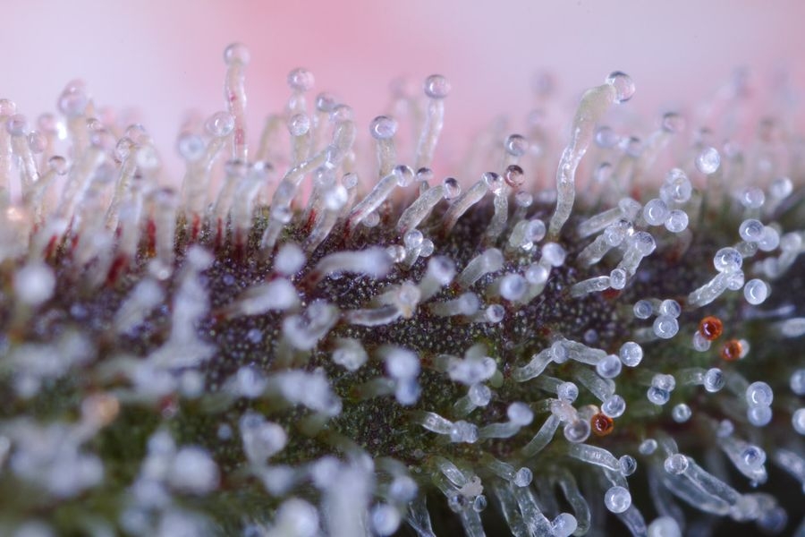 Original Amnesia Autoflowering Strain Info / Original Amnesia ...