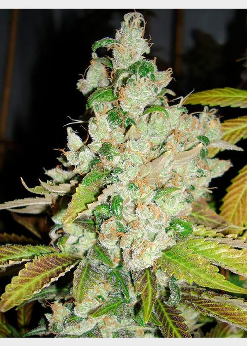 Sour Pink Grapefruit Strain Info / Sour Pink Grapefruit Weed By ...