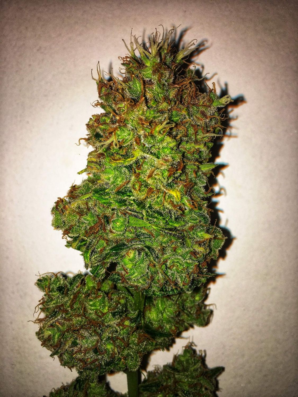 Purple Haze Strain Info / Purple Haze Weed By White Label - GrowDiaries