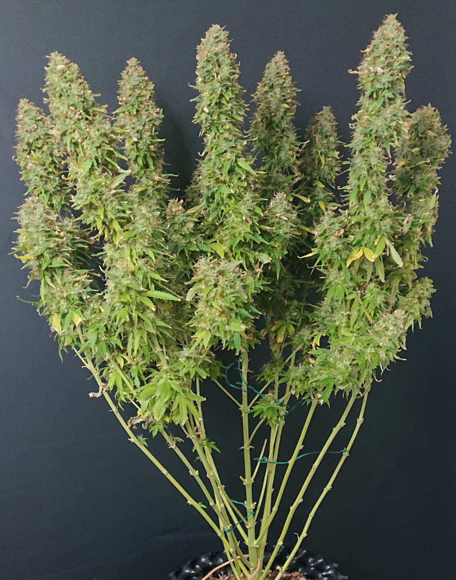 G14 Auto Strain Info / G14 Auto Weed By Fast Buds - GrowDiaries